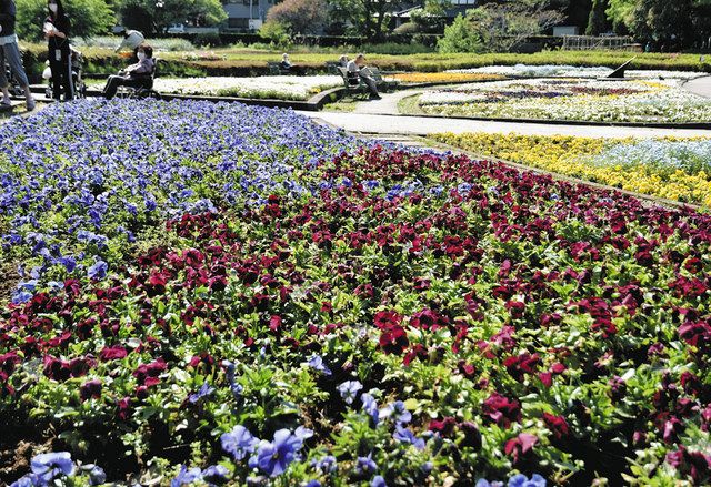 季節の花咲き誇る 松戸森と広場 連休はイベント開催も東京新聞デジタル
