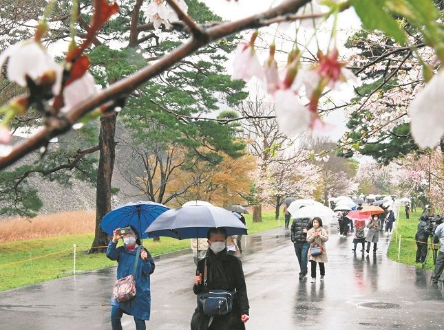 皇居乾通りの一般公開始まる 春は4年ぶり 満開の桜に癒やされた東京新聞デジタル