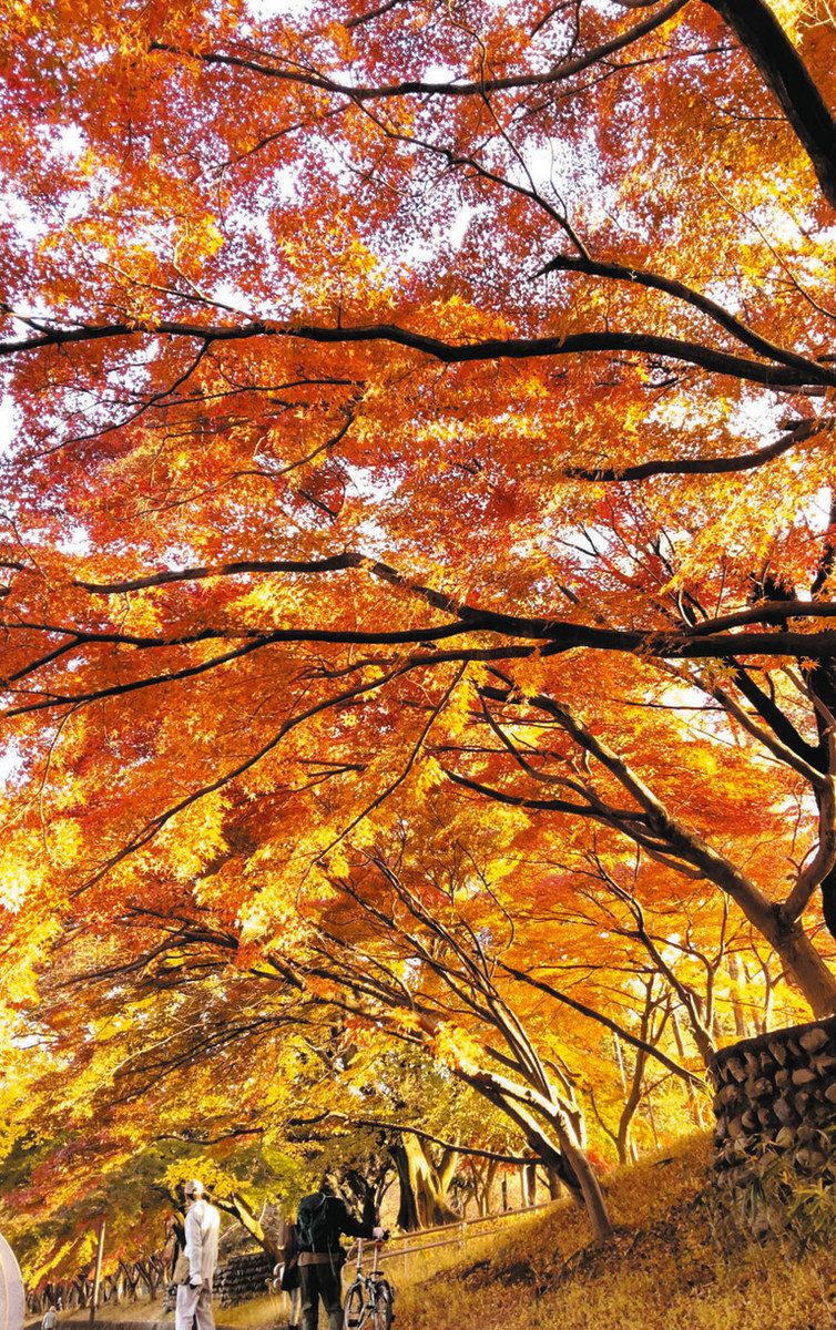 秋の武蔵野を歩こう 28日から「森の地図スタンプラリー」 デジタル・リアル版 アートや食の紹介も：東京新聞デジタル