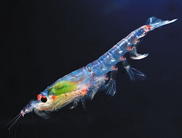 ＜躍るオキアミ 南極からの使者＞海の生態系支える（下） 水族館で年齢研究 資源量把握に活用：東京新聞 TOKYO Web